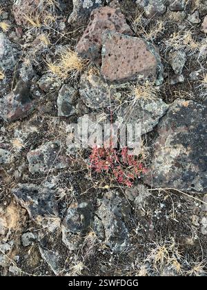 Spiny Fameflower (Phemeranthus spinescens), Plantae, Quincy, WA, US ...