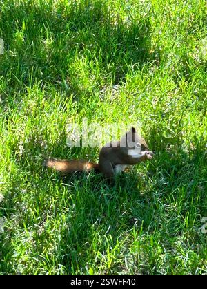 Mackenzie Red Squirrel (Tamiasciurus hudsonicus preblei), Mammalia ...