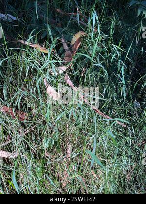 Forest Wire-grass (Tetrarrhena juncea), Plantae, Great Otway National ...