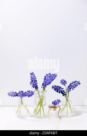 Tender blue muscari flowers in spring garden. Blue flowers. Muscari ...