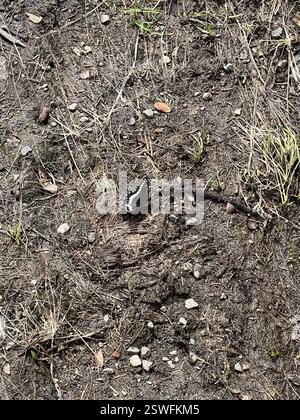 Indra Swallowtail (Papilio indra) Insecta Stock Photo - Alamy