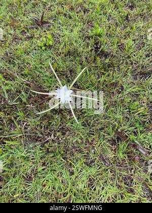 Alligator lily (Hymenocallis palmeri) Plantae Stock Photo - Alamy