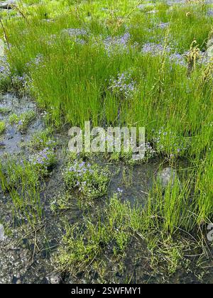 Hoover's calicoflower (Downingia bella), Plantae, Santa Rosa Plateau ...