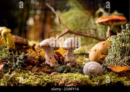 Fairy tale ambiance magical autumn forest background Stock Photo - Alamy