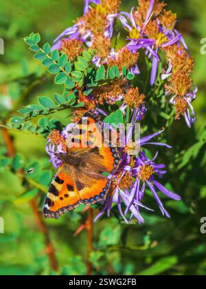 Close-up of the small tortoiseshell, Aglais urticae, butterfly top view ...
