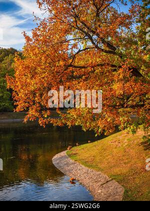 Autumn tree on the curves bank of the pond. Autumn landscape with red ...