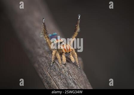 Female Peacock spider, Maratus azureus Stock Photo - Alamy