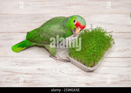 Amazon parrot at a tray with fresh microgrowth sprouts Stock Photo - Alamy