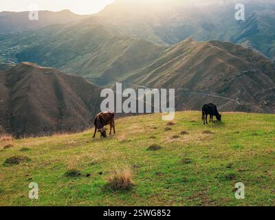cow grazing on a steep mountain slope Stock Photo - Alamy