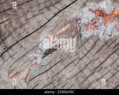 Tree stem cross section (detail Stock Photo - Alamy
