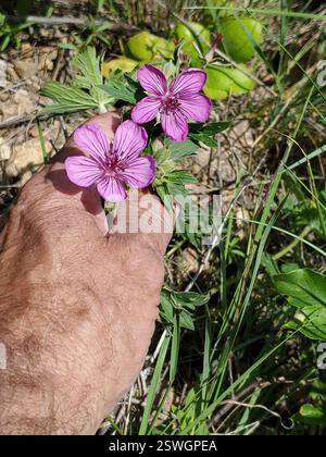 sticky geranium (Geranium viscosissimum), Plantae, Fergus County, MT ...