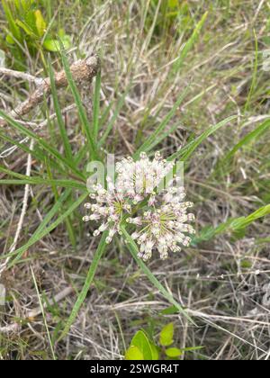 longleaf milkweed (Asclepias longifolia), Plantae, North Carolina, US ...