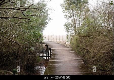 Weathered wooden boardwalk winding through a natural bog with pine ...