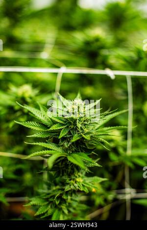Cannabis PLANT on an Indoor grow facility farm Stock Photo - Alamy