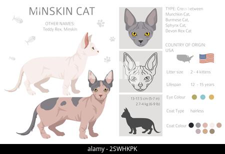 Minskin Cat clipart. Munchkin, Burmese, Sphynx, Devon Rex cross. All ...