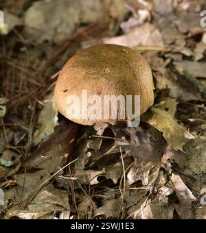 Small fungus boletus Leccinum scabrum in a wood. Blurred focus Stock ...