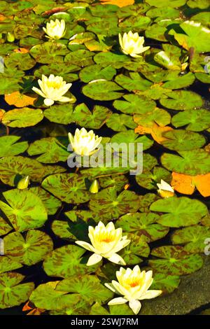 Purple water Lilly with bright yellow centre. Close up of the blooming ...