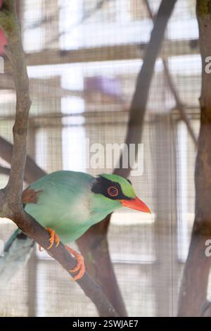 A closeup of a beautiful Javan green magpie Stock Photo - Alamy