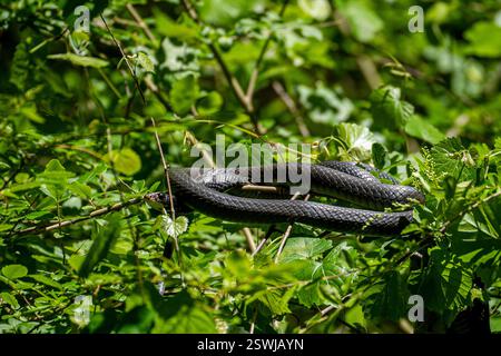 A large Southern Black Racer, Coluber constrictor, draped over a small ...