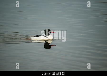 Drake common merganser swimming in a northern Wisconsin wetland Stock ...