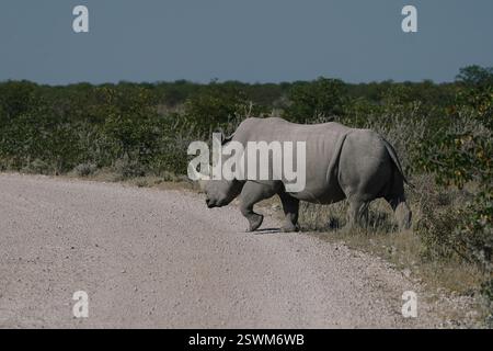 A beautiful White rhino crossing the road with its head down to the ...