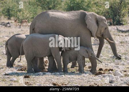 Female elephants and baby elephants walking at watering hole in the ...