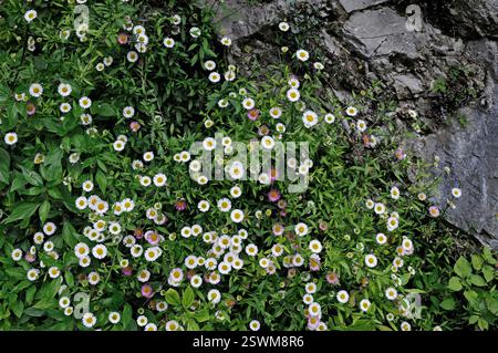 SOUTHERN DAISY (Bellis sylvestris) Italy Stock Photo - Alamy