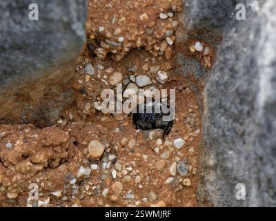 Black mud bee / Wall bee (Megachile parietina) nest with active, open ...
