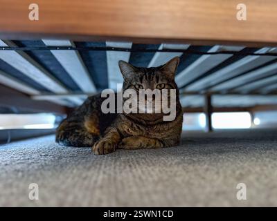 Gray tabby cat laying underneath a bed, gray striped kitty taking a nap ...