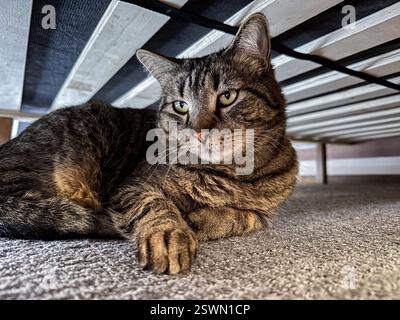 Gray tabby cat laying underneath a bed, gray striped kitty taking a nap ...