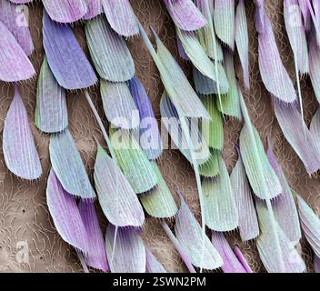 Scanning electron micrograph (SEM) of Mosquito tarsal claw and ...
