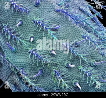 Springtail. Coloured scanning electron micrograph (SEM) of a springtail ...