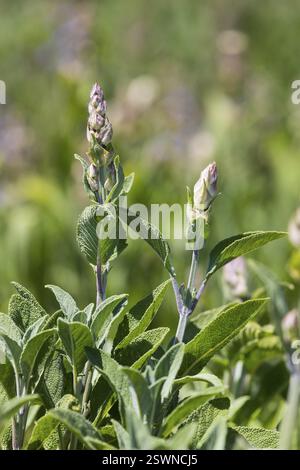 Flower buds of sage (salvia officinalis Stock Photo - Alamy