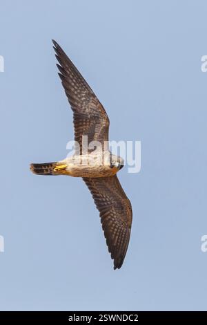 Slaty Falcon, (Falco concolor), animals, birds, birds of prey, falcons ...