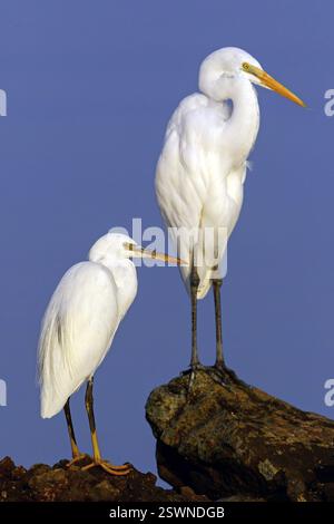Heron, (Egretta gularis), heron family, biotope, habitat, waters ...