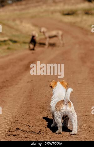 beautiful female Jack Russell Terrier dozes and basks in the sun on the ...