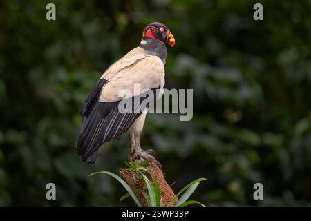 Shake dust of plumage feather. King vulture, Sarcoramphus papa, large ...