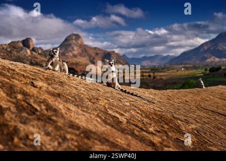 Madagascar wildlife. Monkey family, young cub. Madagascar wildlife ...