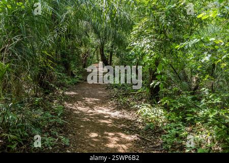 Boca da Onca waterfalls, Saloba river canyon, Mato Grosso do Sul ...