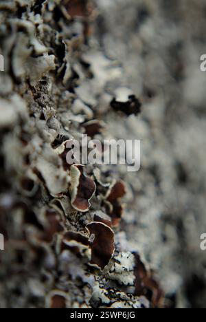 Lichen planus disease. Close-up of the skin of a 49 year old woman with ...