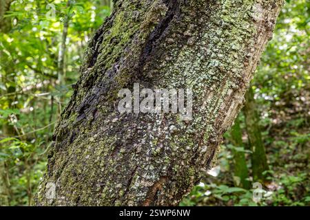 Bark of tree, Boca da Onca waterfalls, Saloba river canyon, Mato Grosso ...