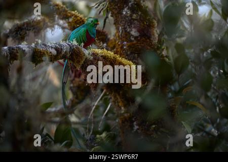 Quetzal in dark tropic forest, Pharomachrus mocinno, from nature Costa ...