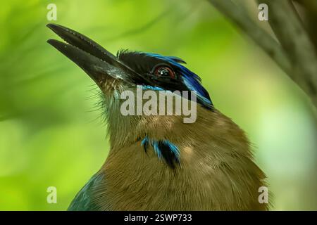 Amazonian Motmot, Boca da Onca waterfalls, Saloba river canyon, Mato ...