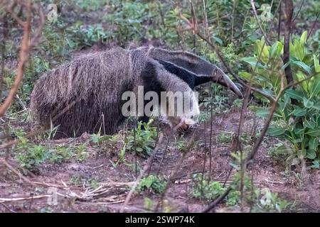 Giant Anteater, Boca da Onca waterfalls, Saloba river canyon, Mato ...