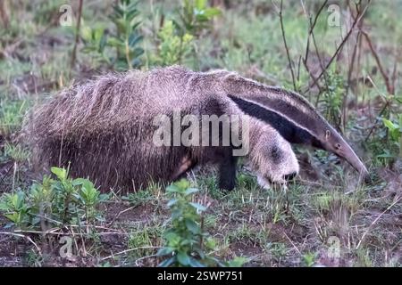 Giant Anteater, Boca da Onca waterfalls, Saloba river canyon, Mato ...