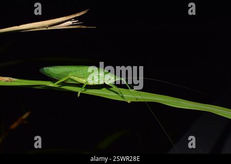 (Phyllomimus sinicus), Insecta, 中国浙江省杭州市临安区 Stock Photo - Alamy