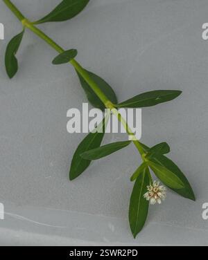 Alligatorweed (Alternanthera philoxeroides), Plantae, Belle Haven, VA ...