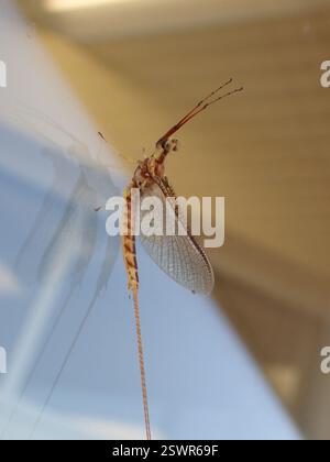 Giant Mayflies (Hexagenia), Insecta, Swift Current, SK, Canada, Maybe ...