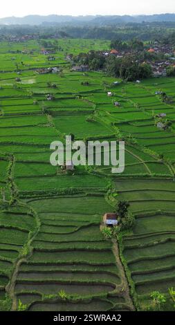 Stunning Aerial View of Bali’s Lush Rice Terraces Stock Photo - Alamy