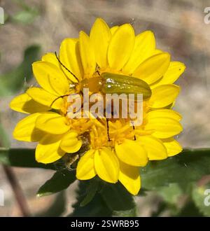 (Zonitis), Insecta, Chipeta Ave, Poncha Springs, CO, US Stock Photo - Alamy